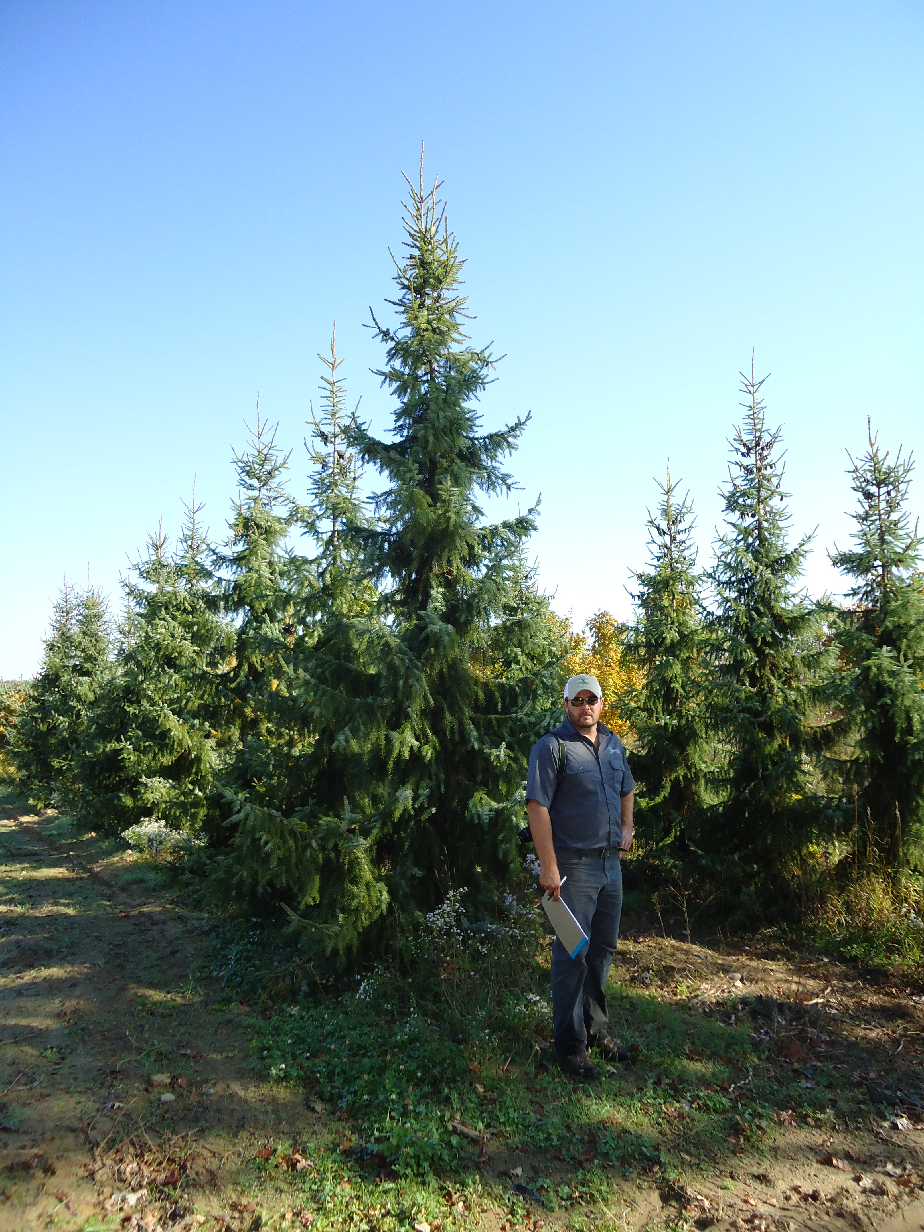 Green Acres Tree Farm » Picea omorika ‘Pendula’ 10 -14′